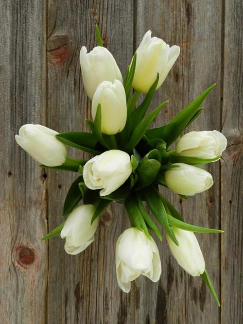 Wholesale White Tulips Delivered Online | FlowerFarm