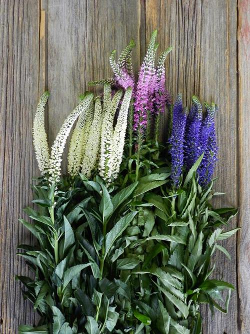Wholesale Veronica 2-3 Assorted Colors Delivered Online | FlowerFarm