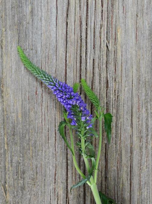 Wholesale Blue Veronica Delivered Online | FlowerFarm