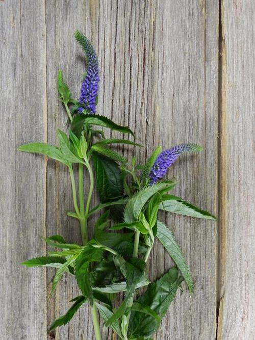 Wholesale Blue Veronica Delivered Online | FlowerFarm