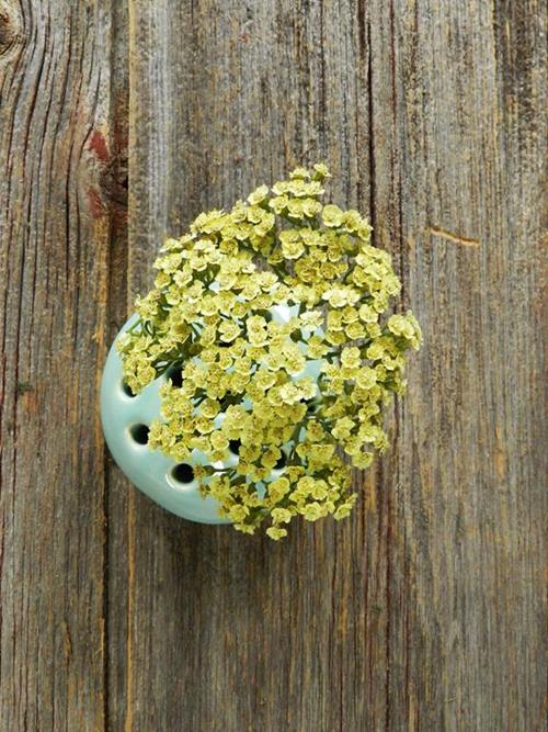 Wholesale Cottage Yellow Yarrow Delivered Online | FlowerFarm